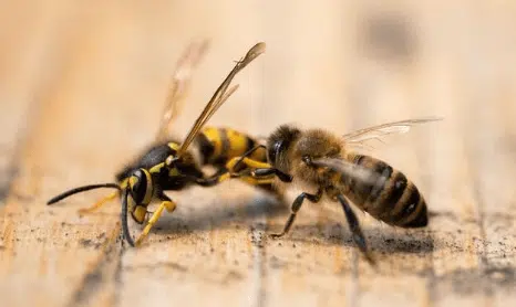 Differenze tra api e vespe: come riconoscerle e distinguerle