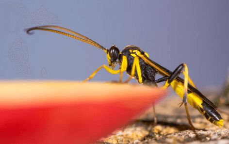 Vespa icneumone: un insetto della famiglia degli icneumonidi
