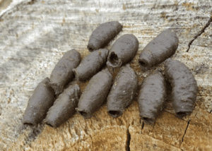 Vespe nidi di fango delle sceliphron e delle vespe vasaio