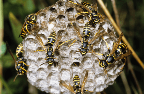I Nidi di vespe: come identificarli e differenza con le api