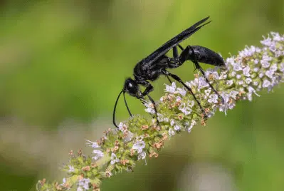 La vespa nera gigante, insetto molto pericoloso o innocuo?