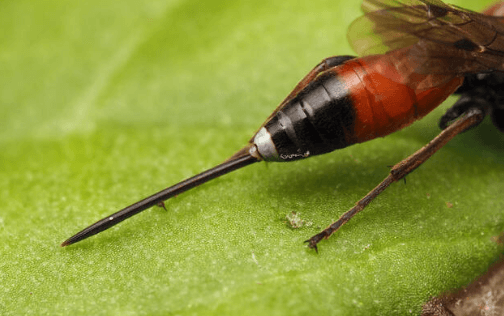 Vespa icneumone: un insetto della famiglia degli icneumonidi